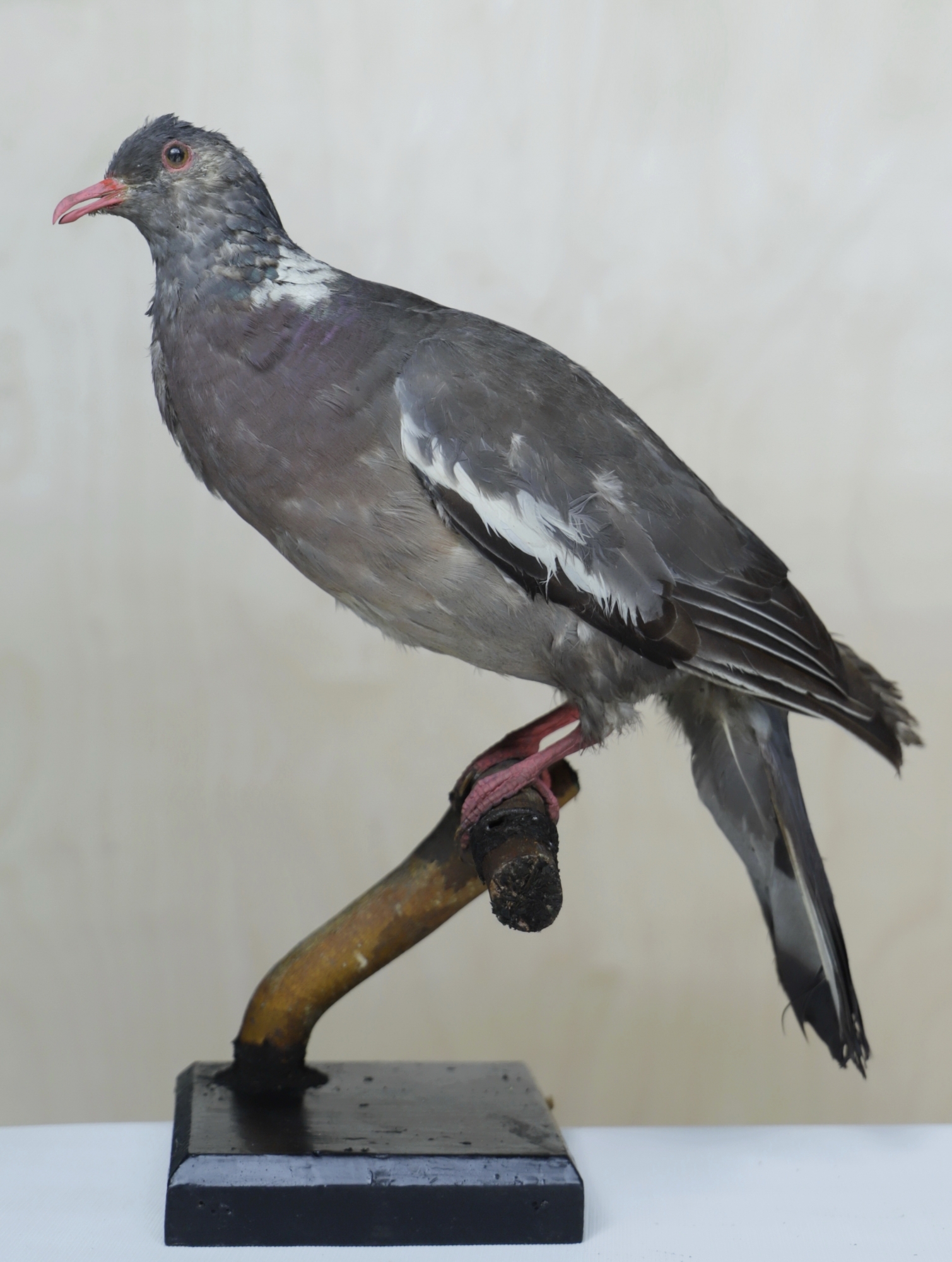 Porumbel gulerat