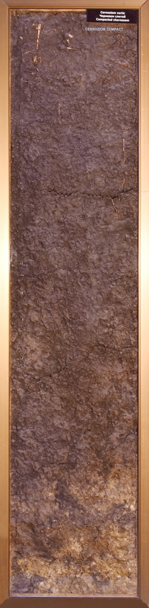 Monolit de sol. Cernoziom vertic