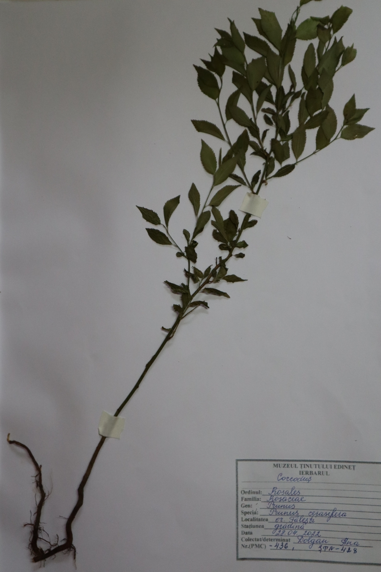 Prunus cerasifera, Corcoduș